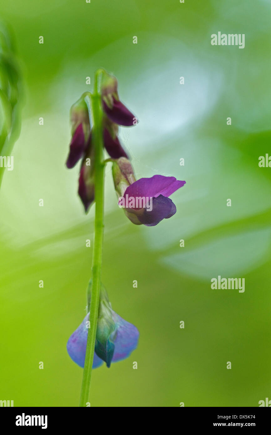 Flowering Spring Pea (Lathyrus vernus Stock Photo - Alamy