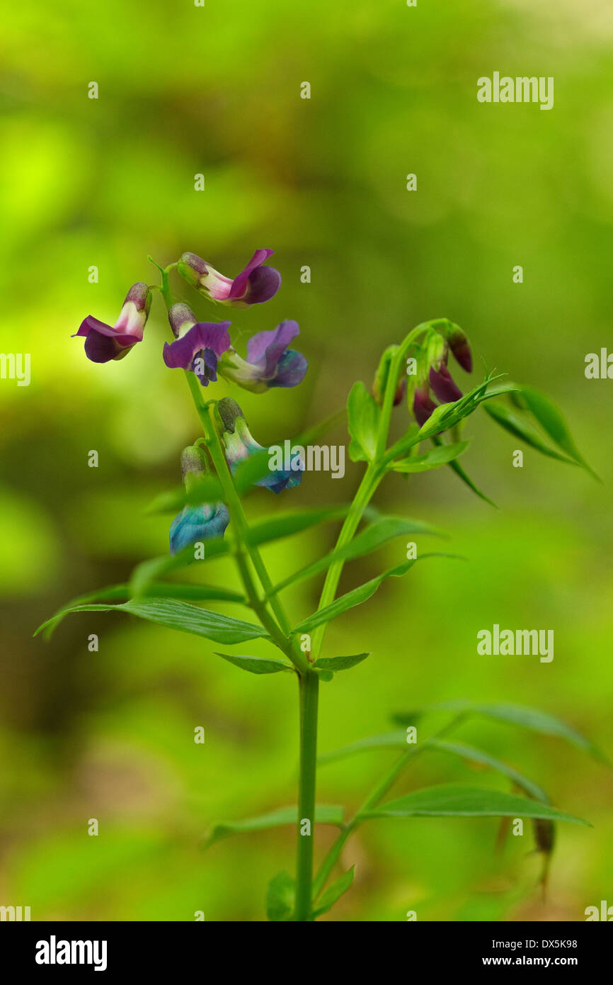 Flowering Spring Pea (Lathyrus vernus Stock Photo - Alamy