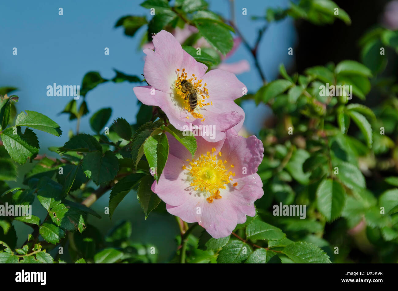 Rose brier hi-res stock photography and images - Alamy
