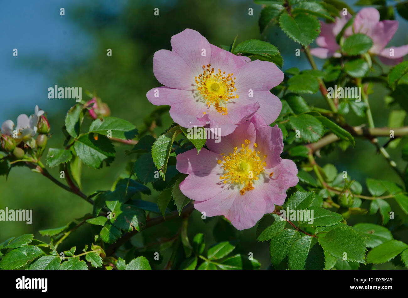 Brier (dog rose) flower Stock Photo - Alamy