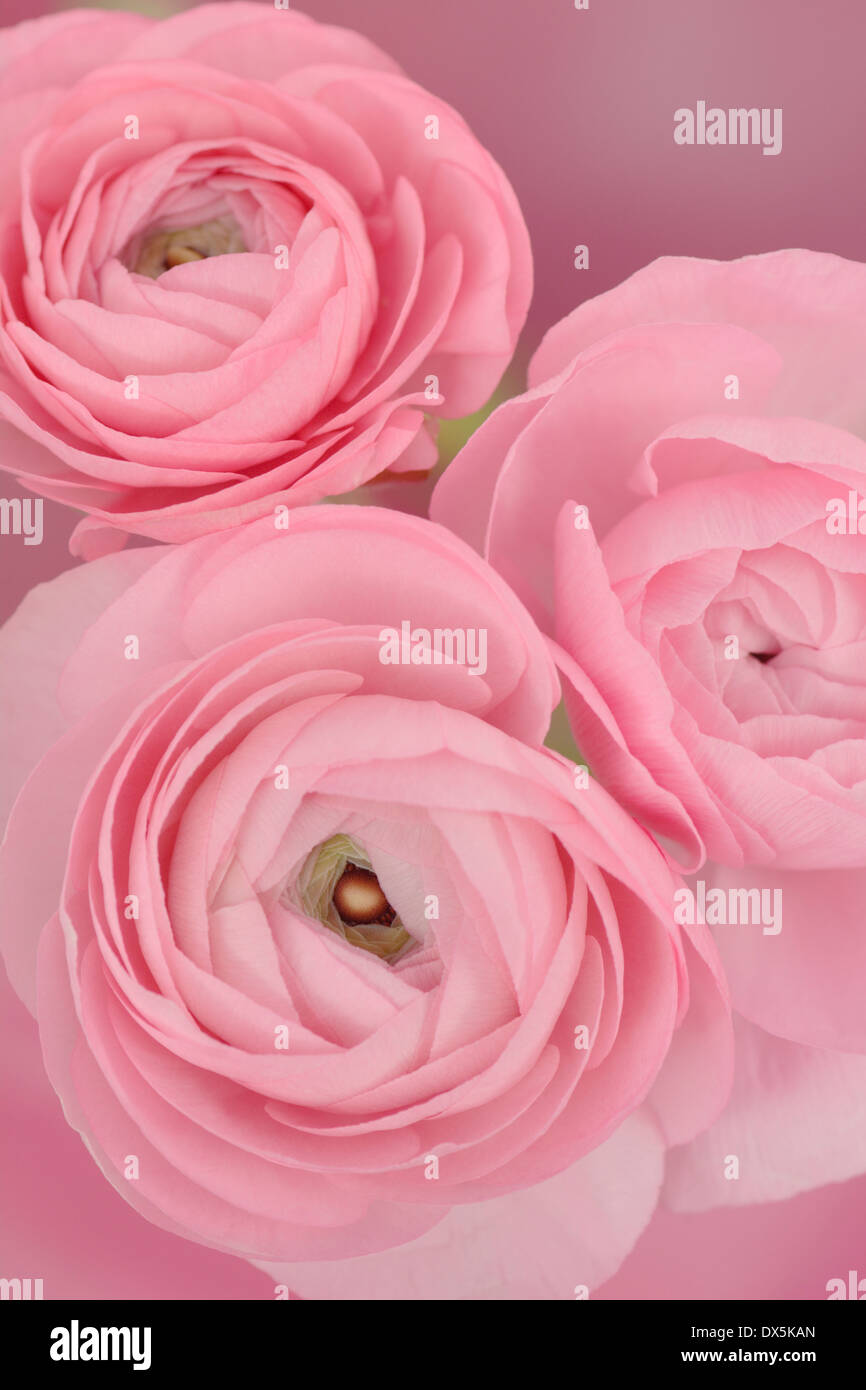 Three Ranunculus flowers arranged as a group Stock Photo - Alamy
