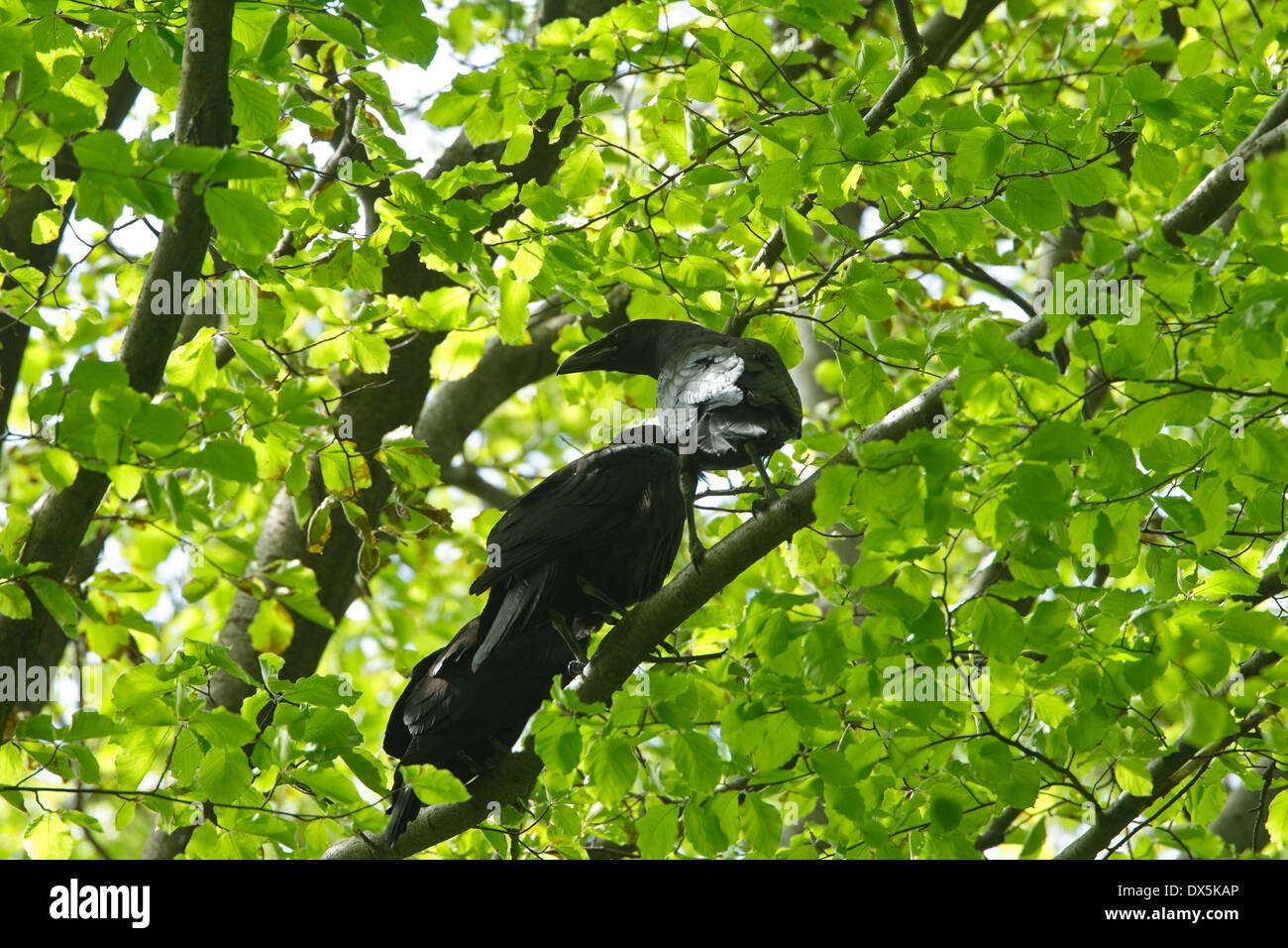 Juvenile raven hi-res stock photography and images - Alamy