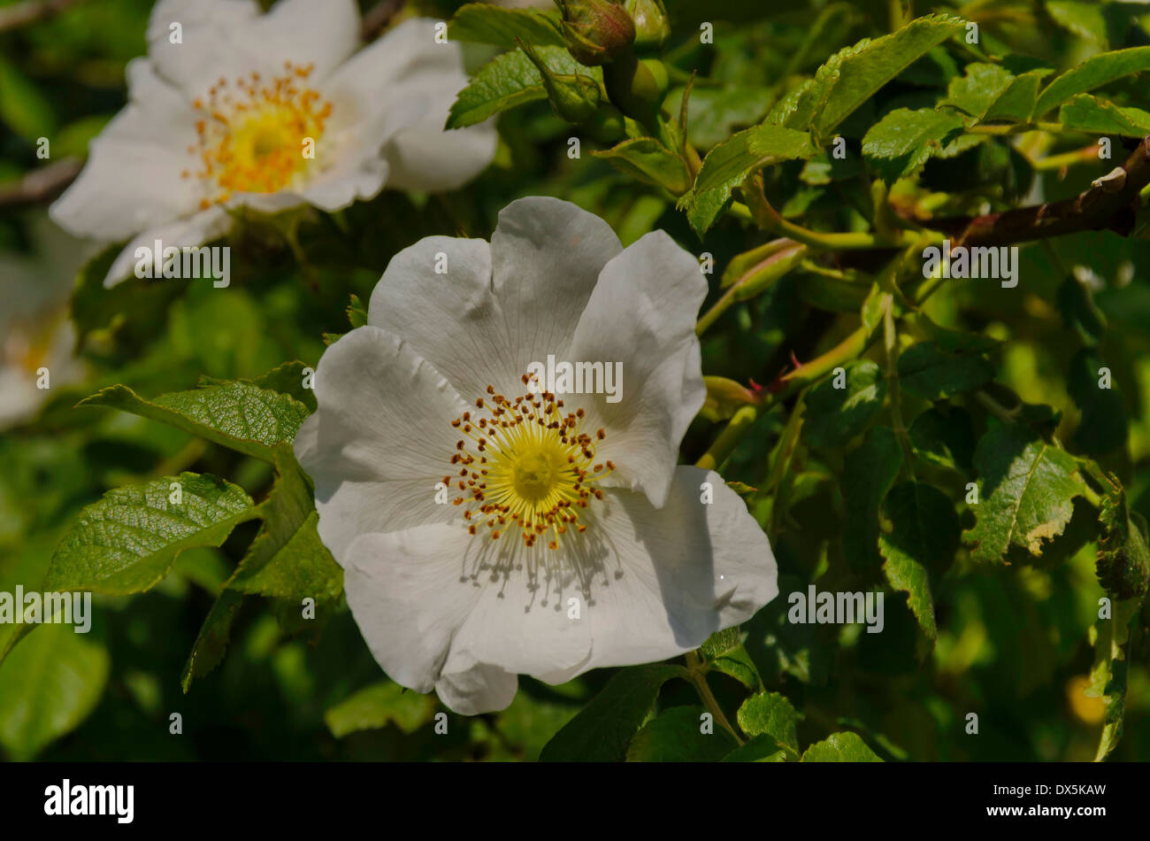 Brier (dog rose) flower Stock Photo - Alamy