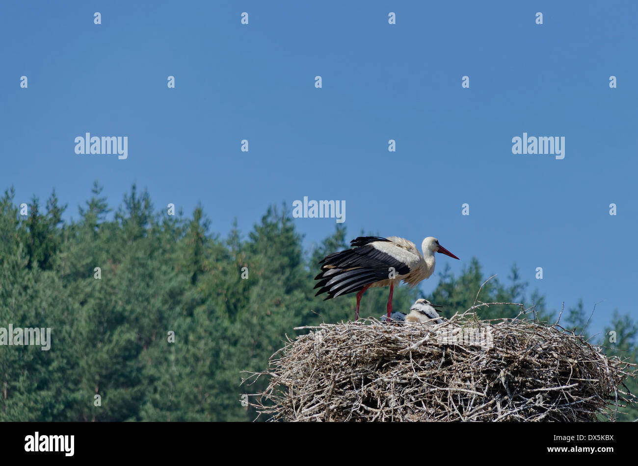Chicken nest hi-res stock photography and images - Alamy