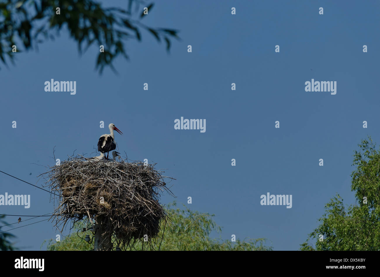 White stork with chicken in nest Stock Photo - Alamy