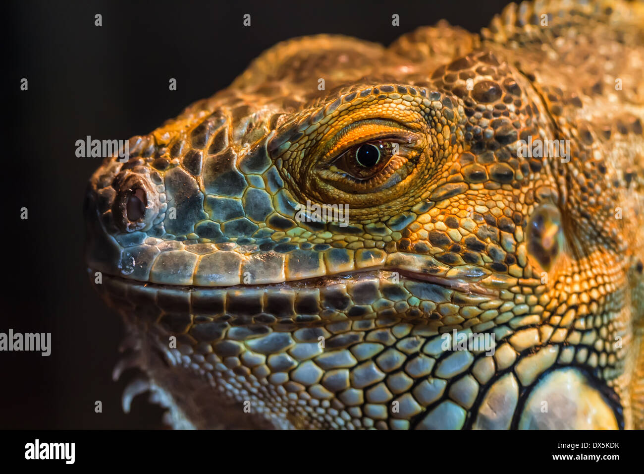 Guana lizard in nature. Iguana in exotic zoo terrarium Stock Photo - Alamy