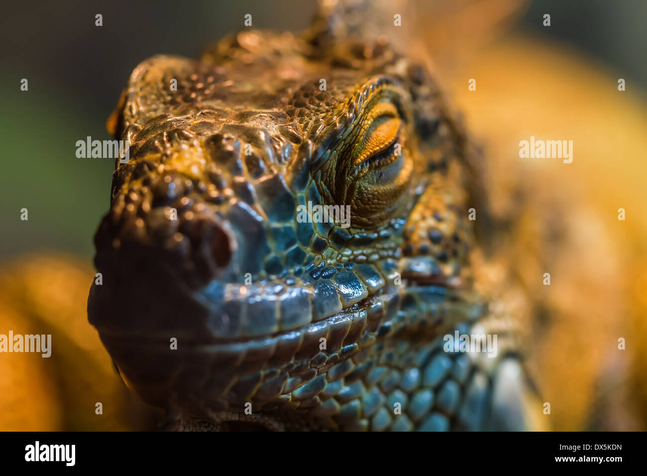 Guana lizard in nature iguana hi-res stock photography and images - Alamy