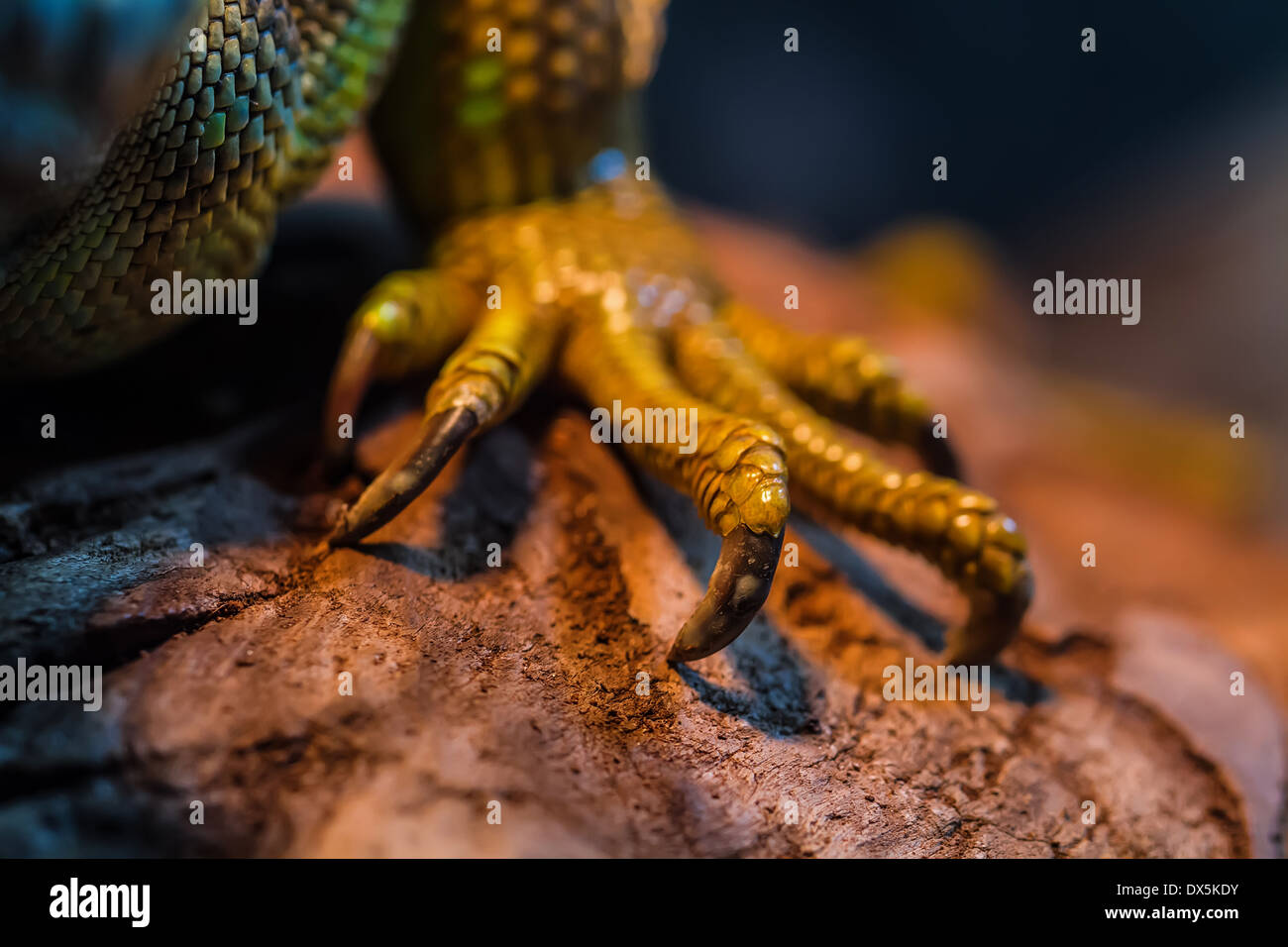 Guana lizard in nature iguana hi-res stock photography and images - Alamy