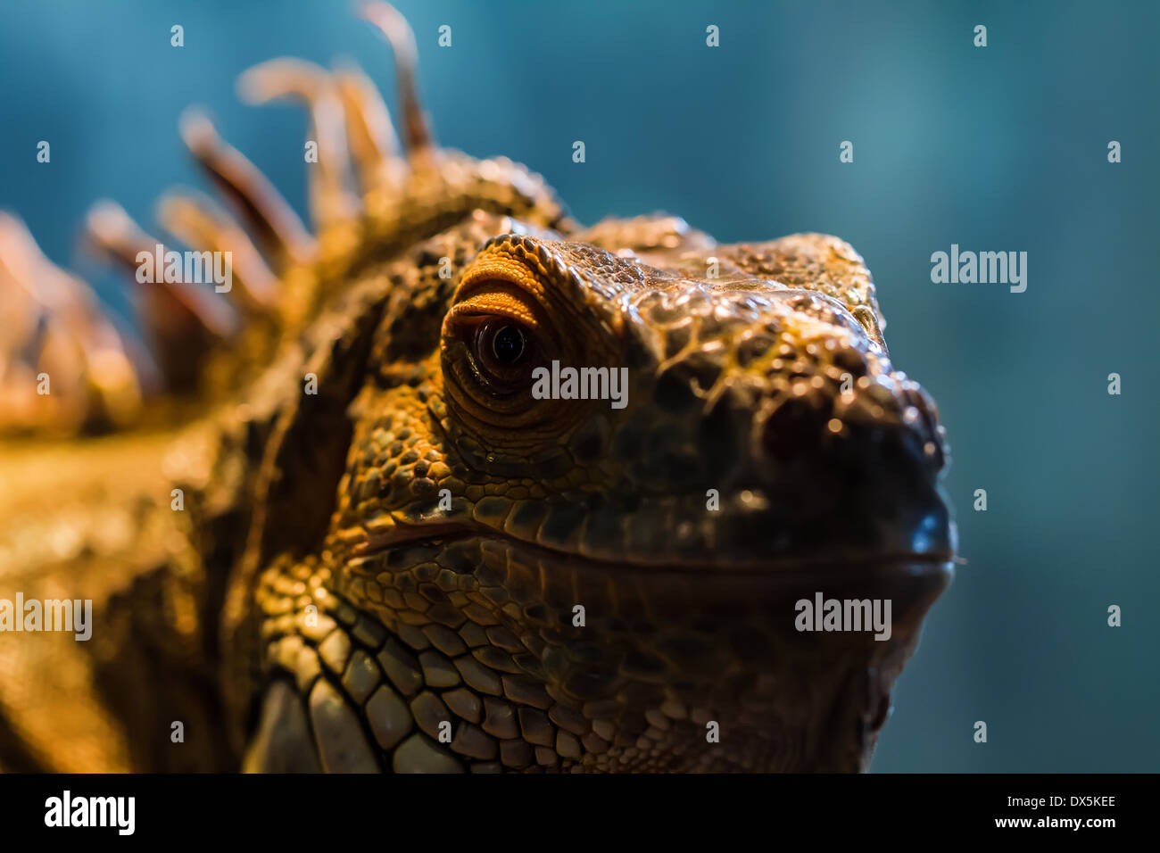 Guana lizard in nature iguana hi-res stock photography and images - Alamy