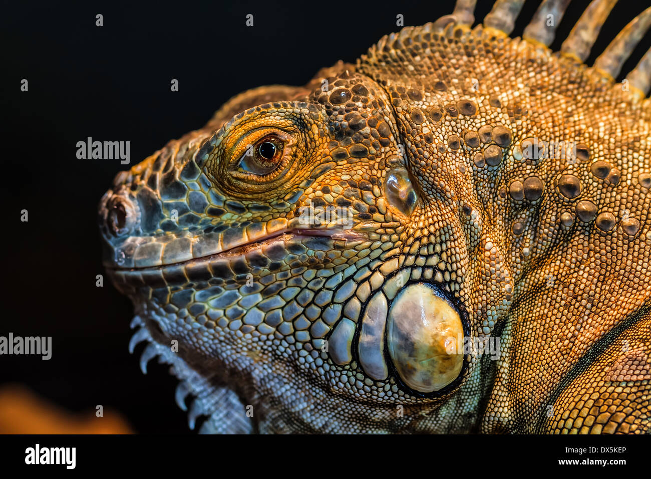 Guana lizard in nature iguana hi-res stock photography and images - Alamy