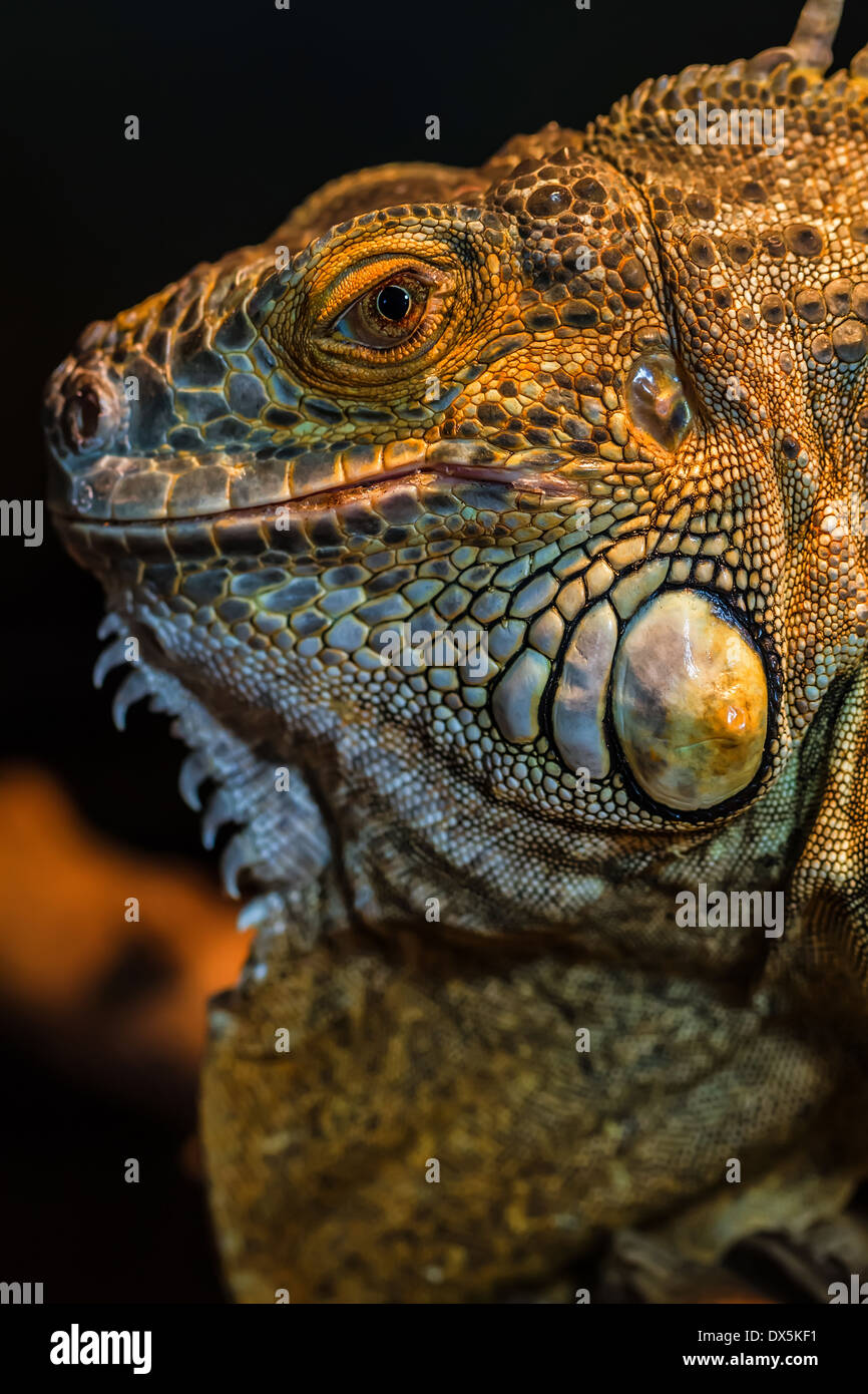 Guana lizard in nature iguana hi-res stock photography and images - Alamy
