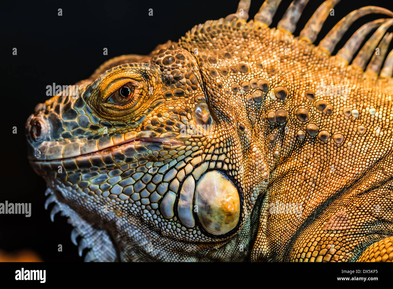Guana lizard in nature iguana hi-res stock photography and images - Alamy