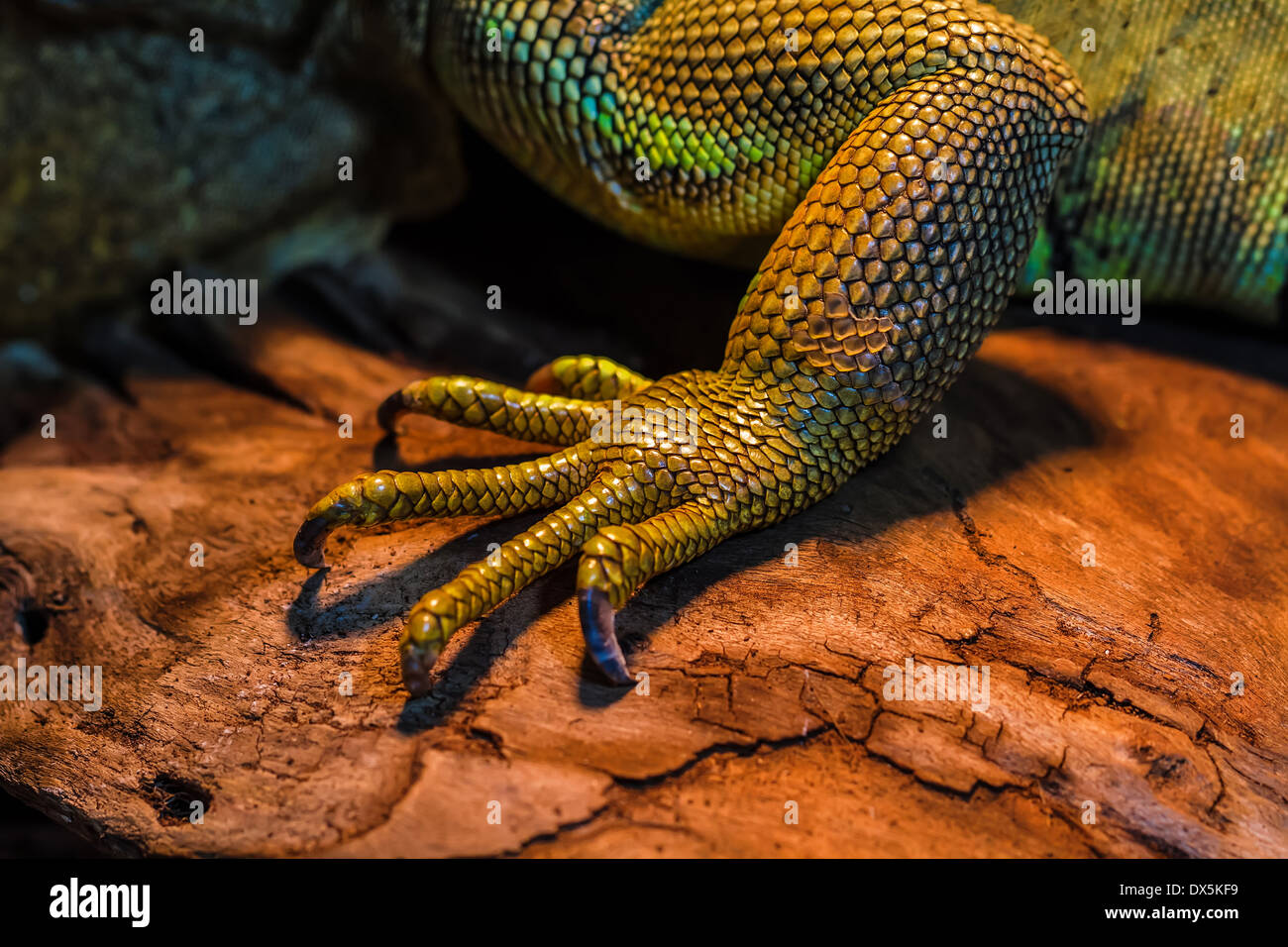 Guana lizard in nature iguana hi-res stock photography and images - Alamy