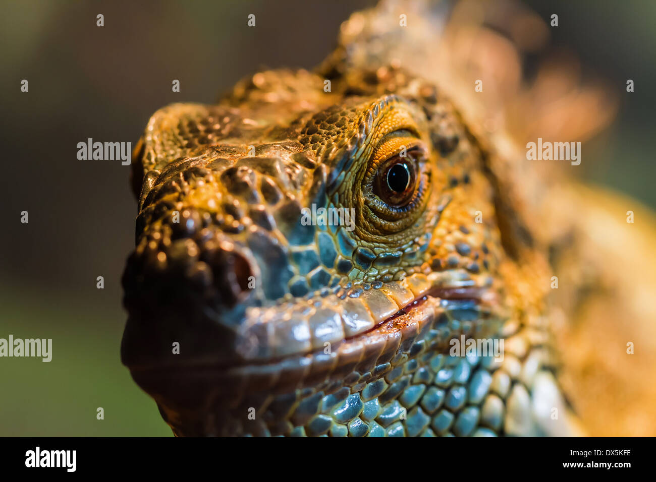 Guana lizard in nature iguana hi-res stock photography and images - Alamy
