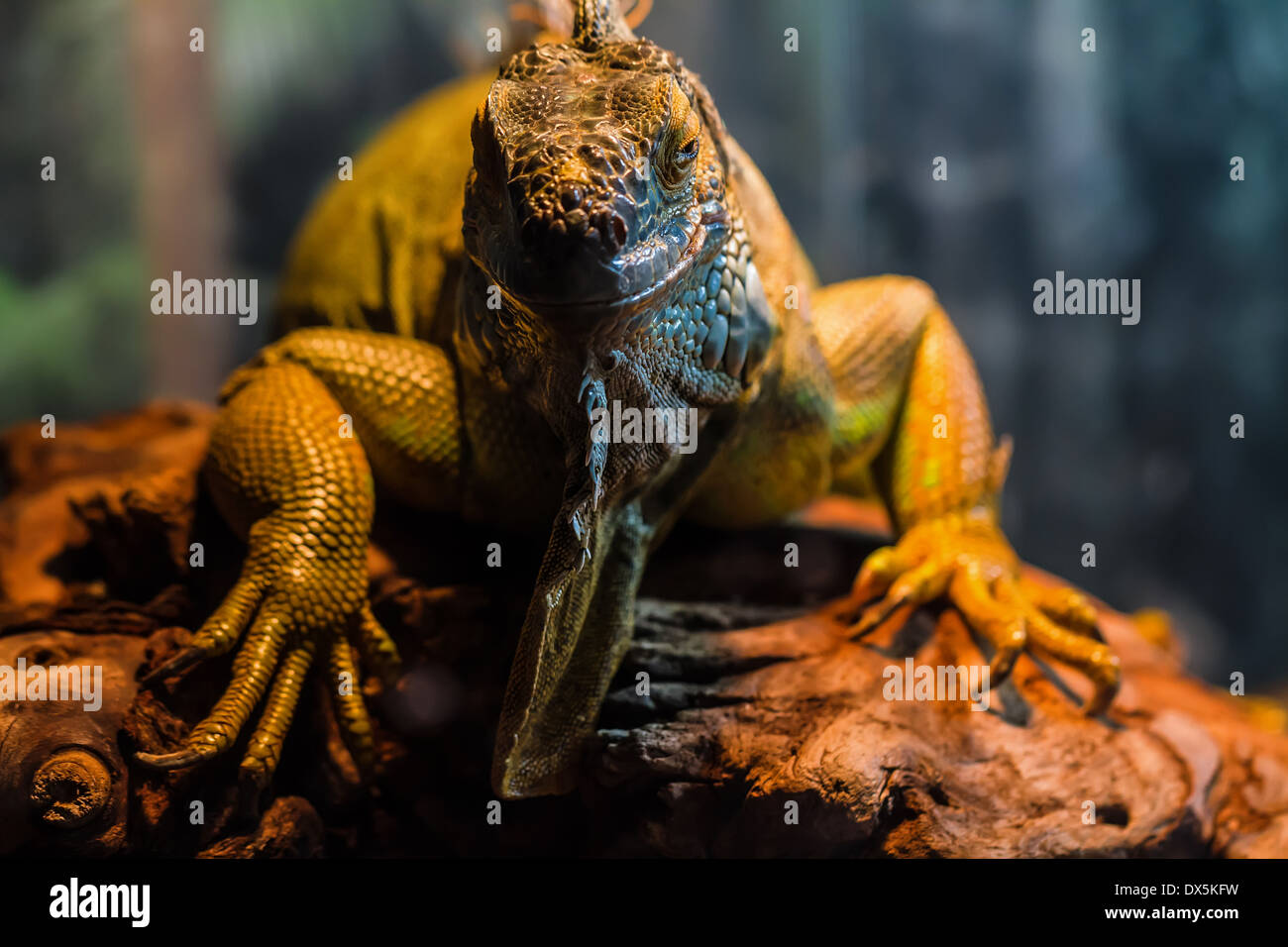 Guana lizard in nature iguana hi-res stock photography and images - Alamy