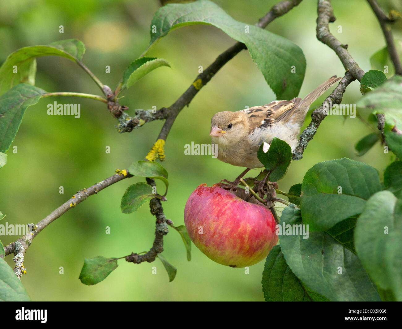 Female tree sparrow hi-res stock photography and images - Alamy