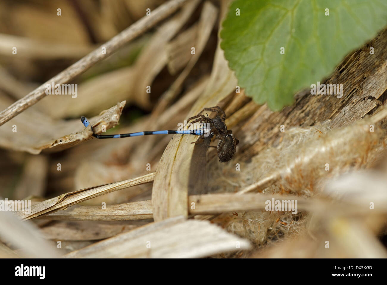 Variable damselfly (Coenagrion pulchellum), male taken by a Wolf spider ...