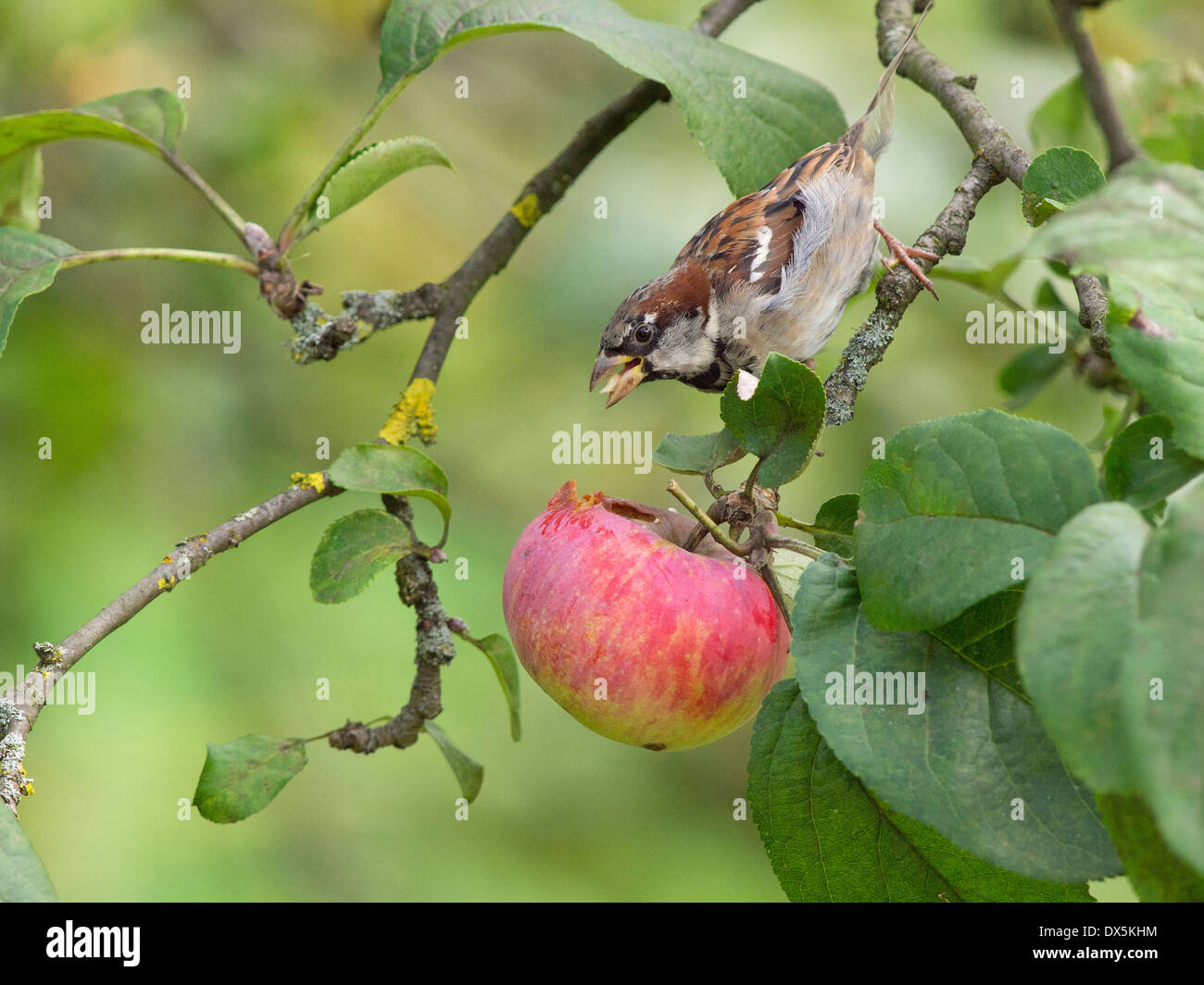 house sparrow in an apple tree, passer domesticus, germany, europe ...