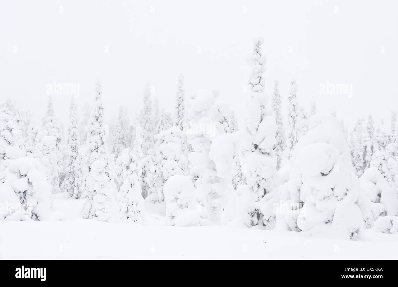 White snowy forest with tall slim fir trees at winter in Lapland ...