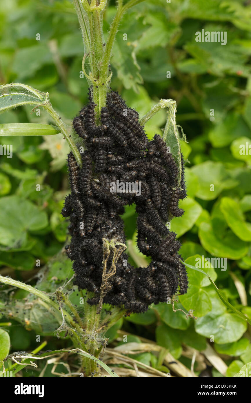 Small Tortoiseshell (Aglais urticae), Caterpillars on Common Nettle ...