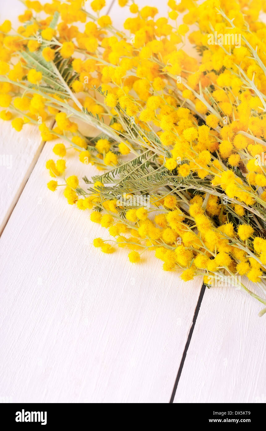 Mimosa Flowers High Resolution Stock Photography and Images - Alamy