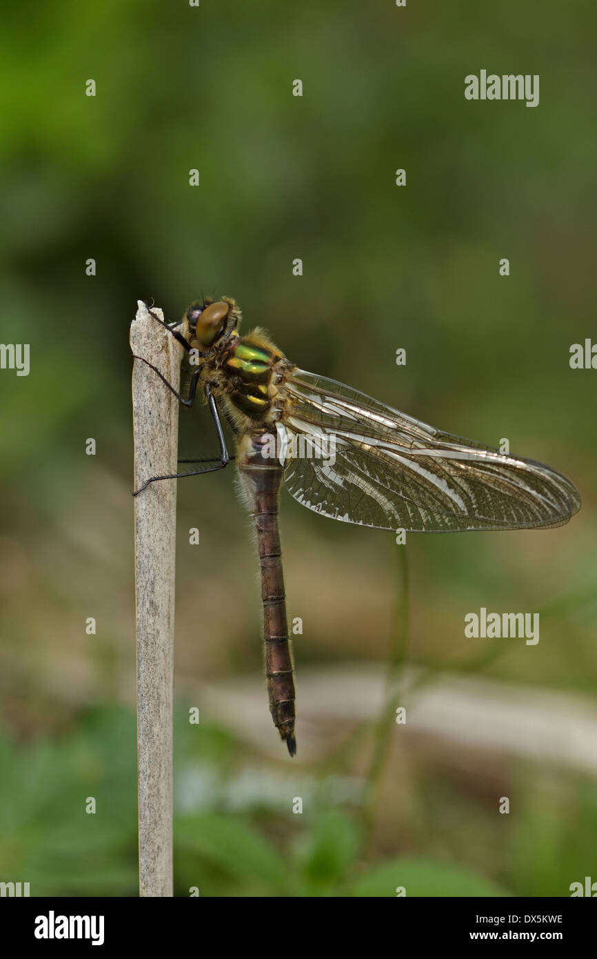 Cordulia aenea hi-res stock photography and images - Alamy