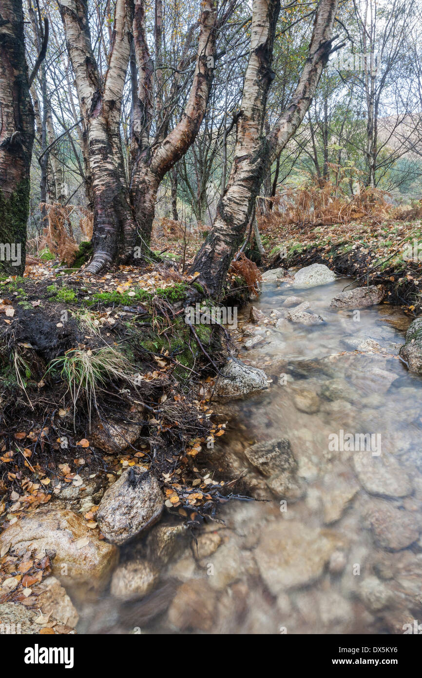 Birch & Burn at Glen Sannox North on The Isle of Arran in Scotland ...