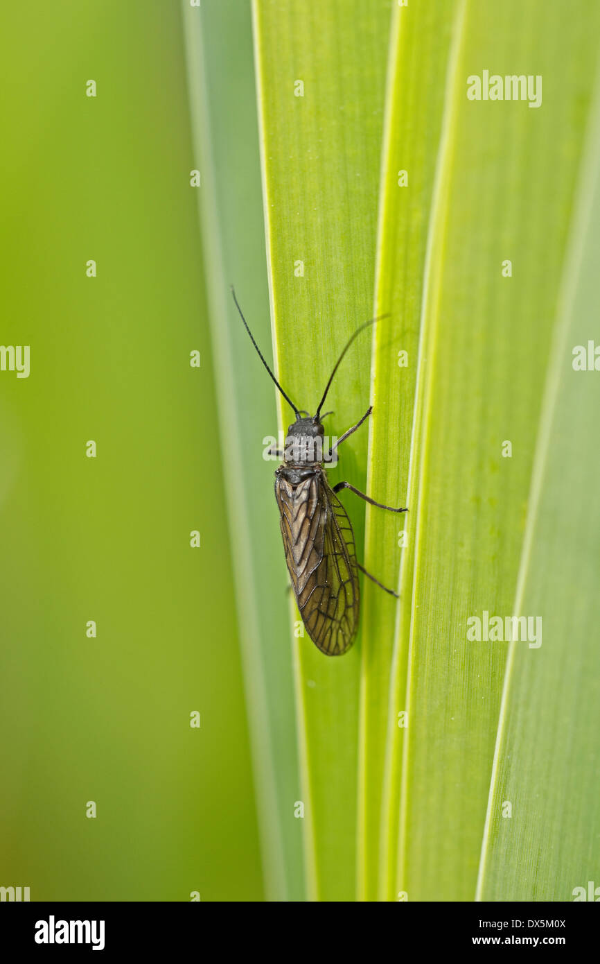 Alder fly (Sialis lutaria) resting on a leaf Stock Photo - Alamy