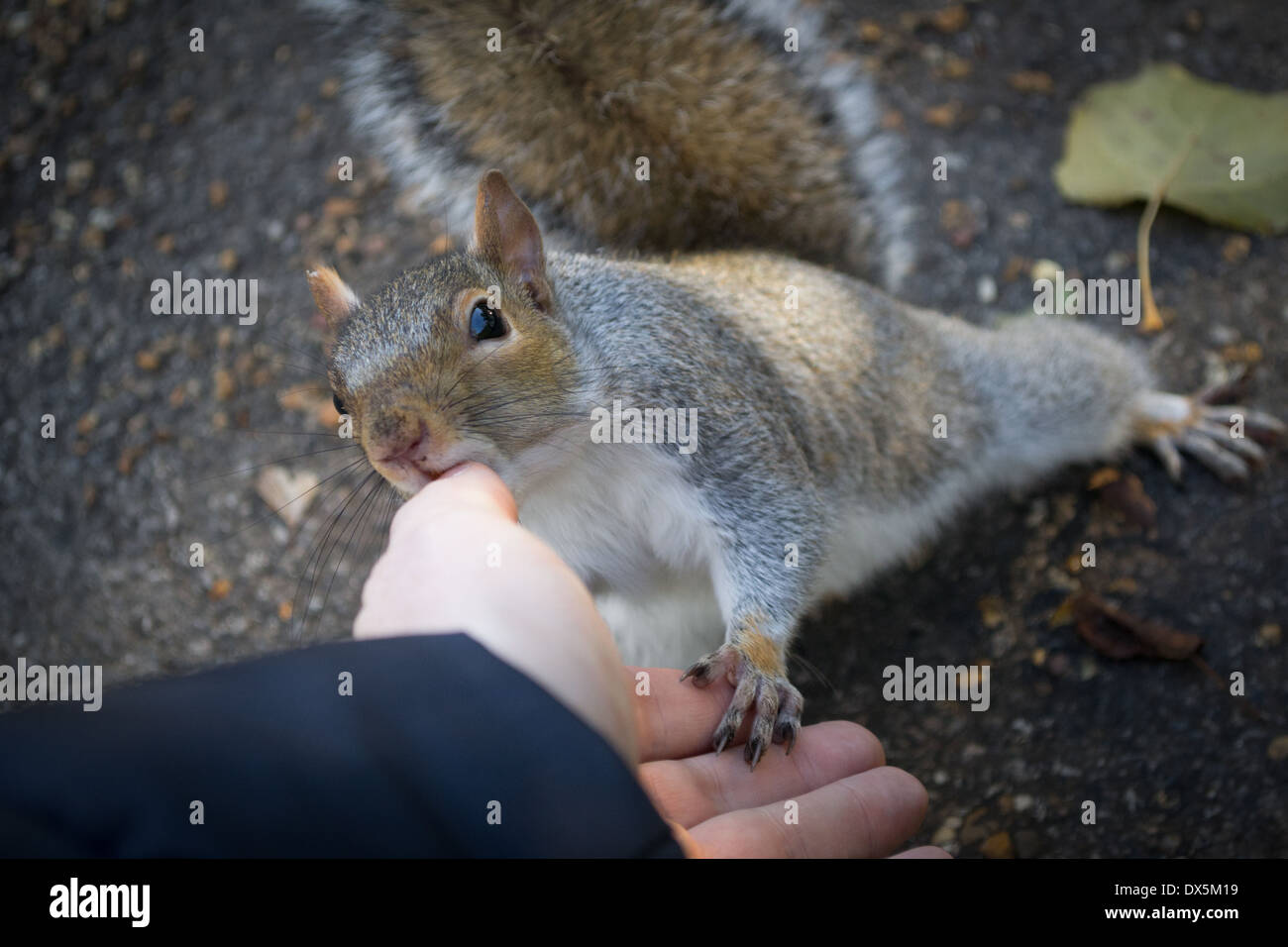 Close-up of a squirrel being fed by hand Stock Photo - Alamy