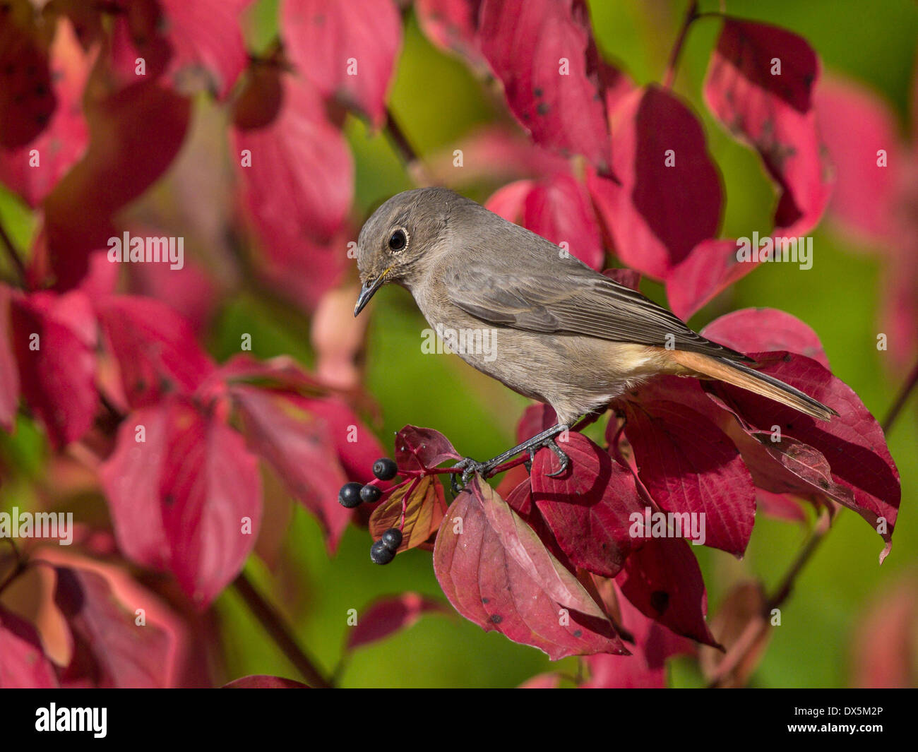 female of the black redstart sitting in a autumnly bush, phoenicurus ...