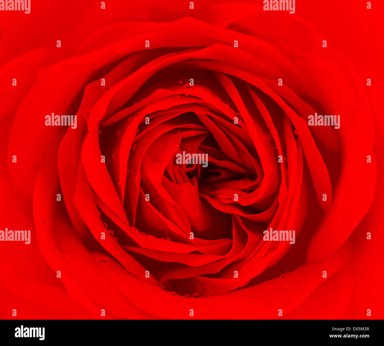 Soft red flower hi-res stock photography and images - Alamy