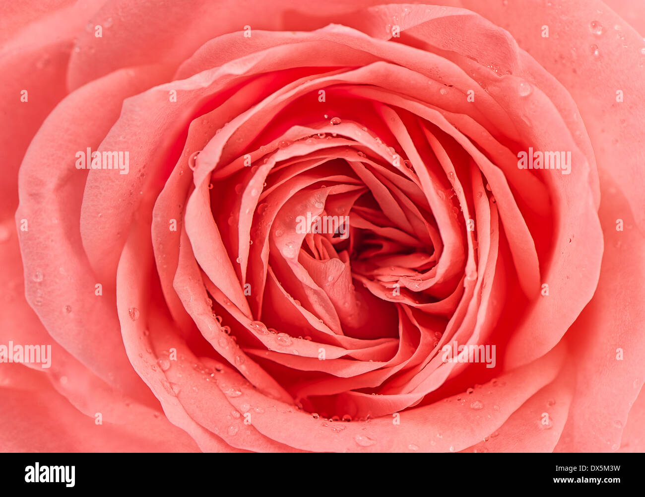 Rose pink water drops hi-res stock photography and images - Alamy
