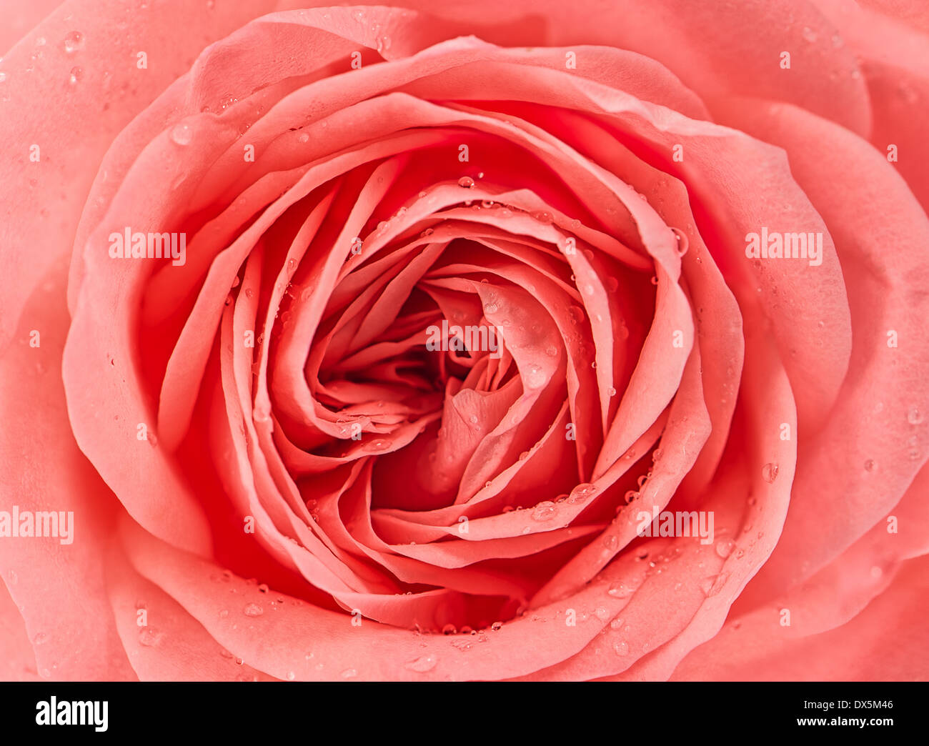 Rose pink water drops hi-res stock photography and images - Alamy