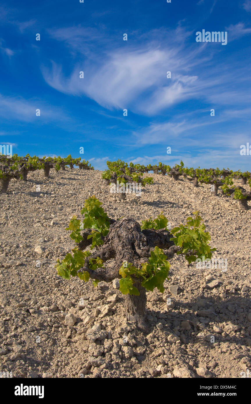 Montilla hi-res stock photography and images - Alamy