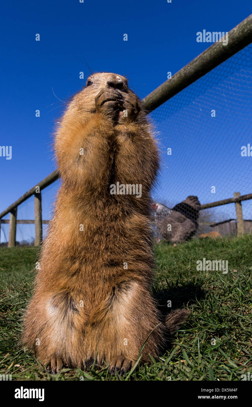 Giant Prairie Dog! Stock Photo - Alamy