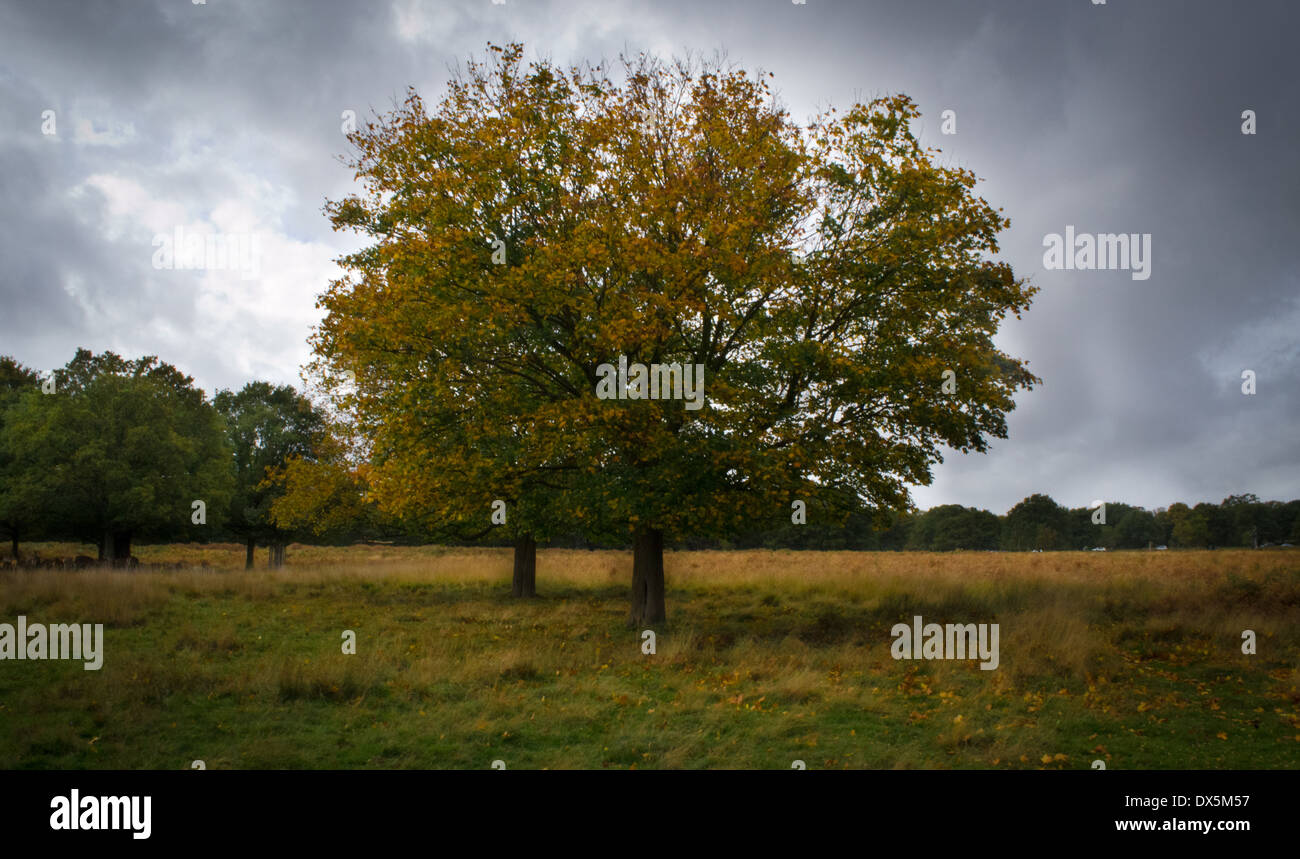 A tree, mid-autumn (fall), stands in the middle of Richmond Park ...
