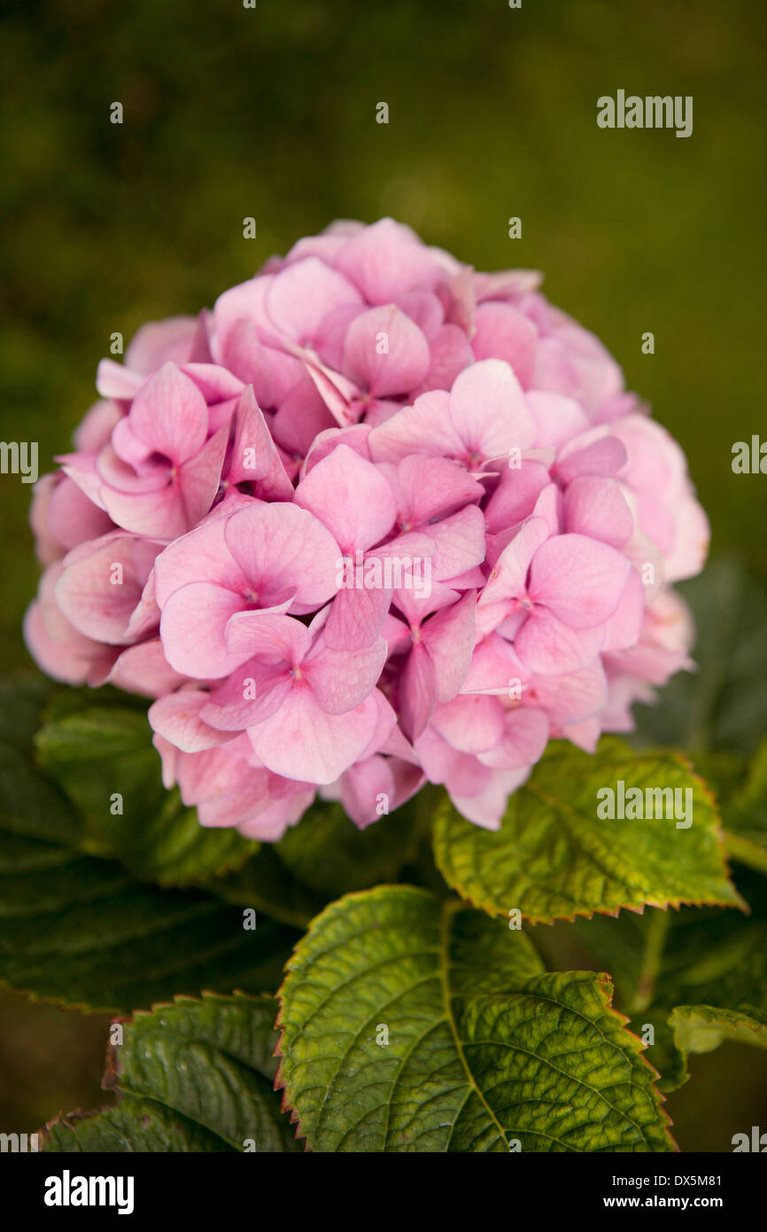 Pink hydrangea hi-res stock photography and images - Alamy
