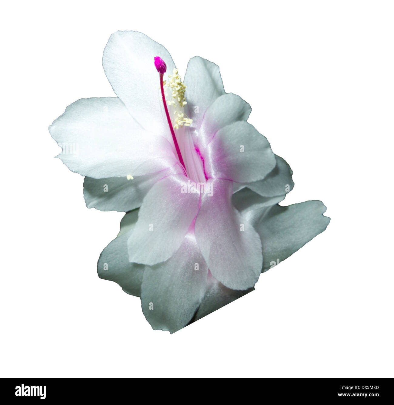 Colored cactus Cut Out Stock Images & Pictures - Alamy