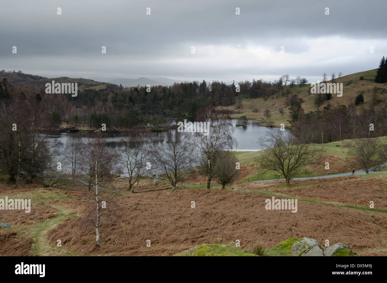 Cold and Grey English Lake district scenery near Tarn Hows Stock Photo ...