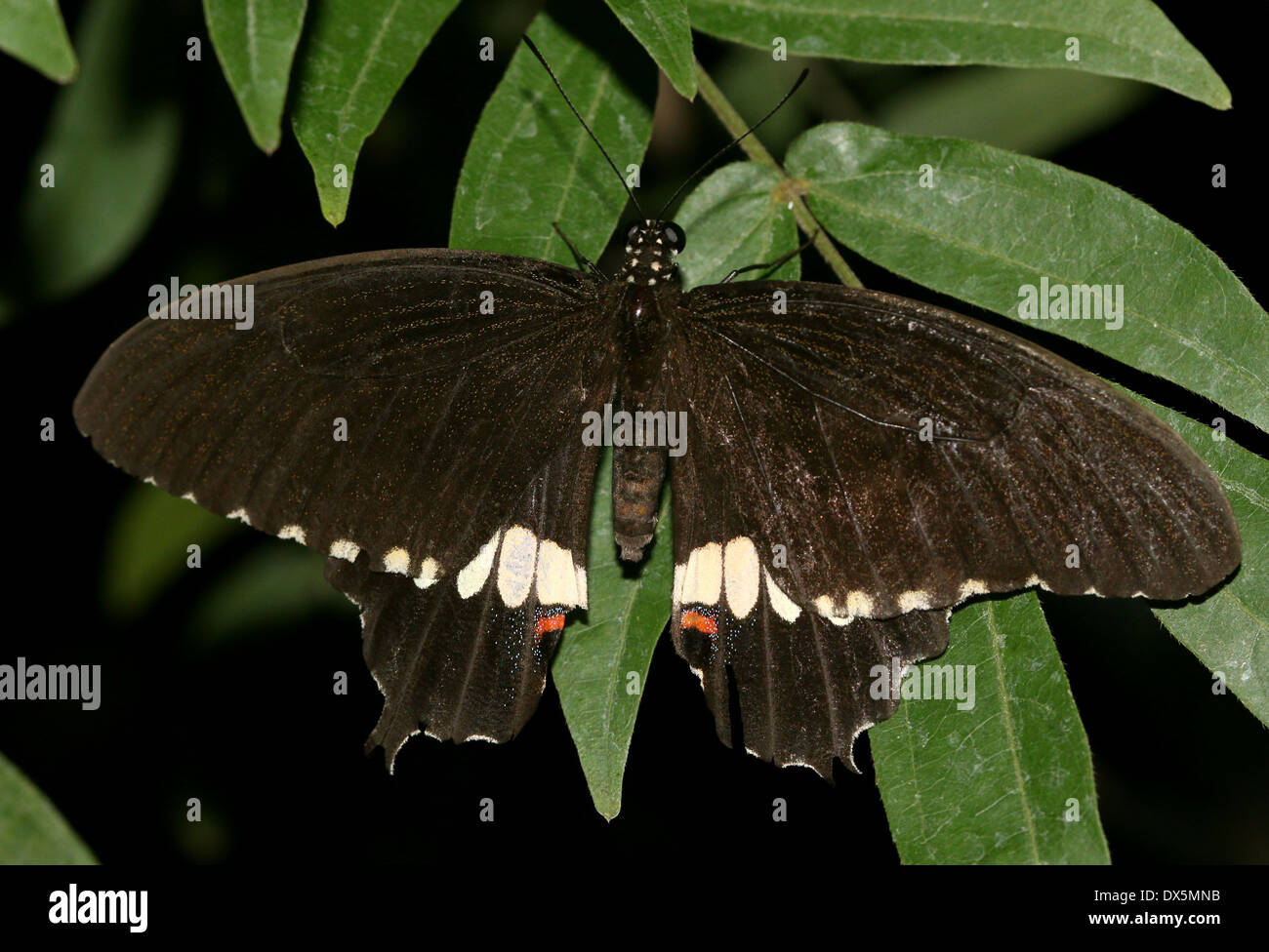 Male Common Mormon ( Papilio polytes Stock Photo - Alamy