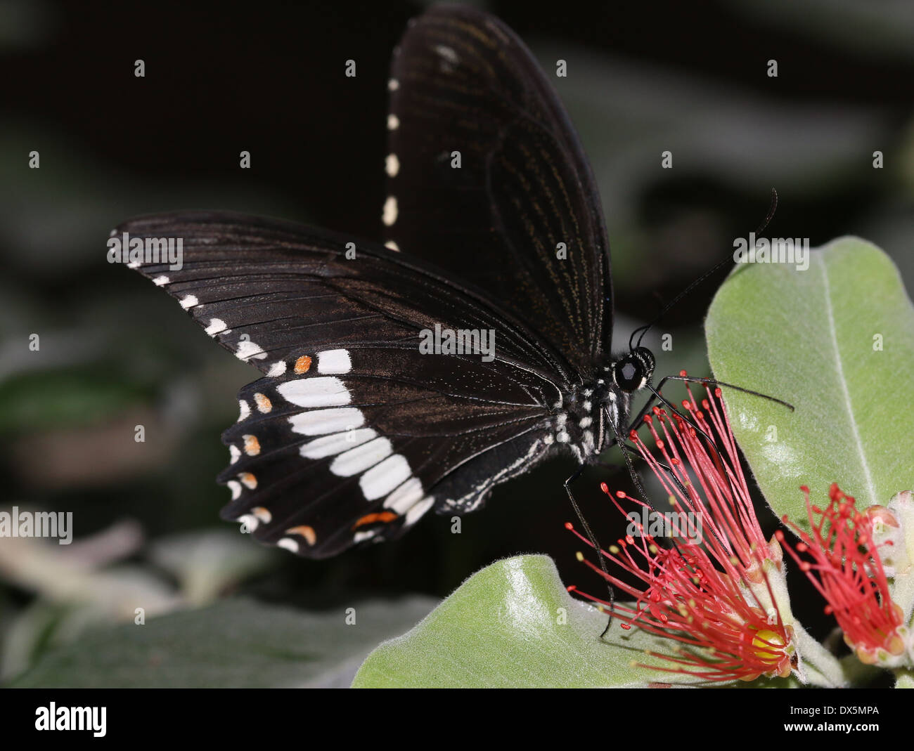 Male Common Mormon ( Papilio polytes Stock Photo - Alamy