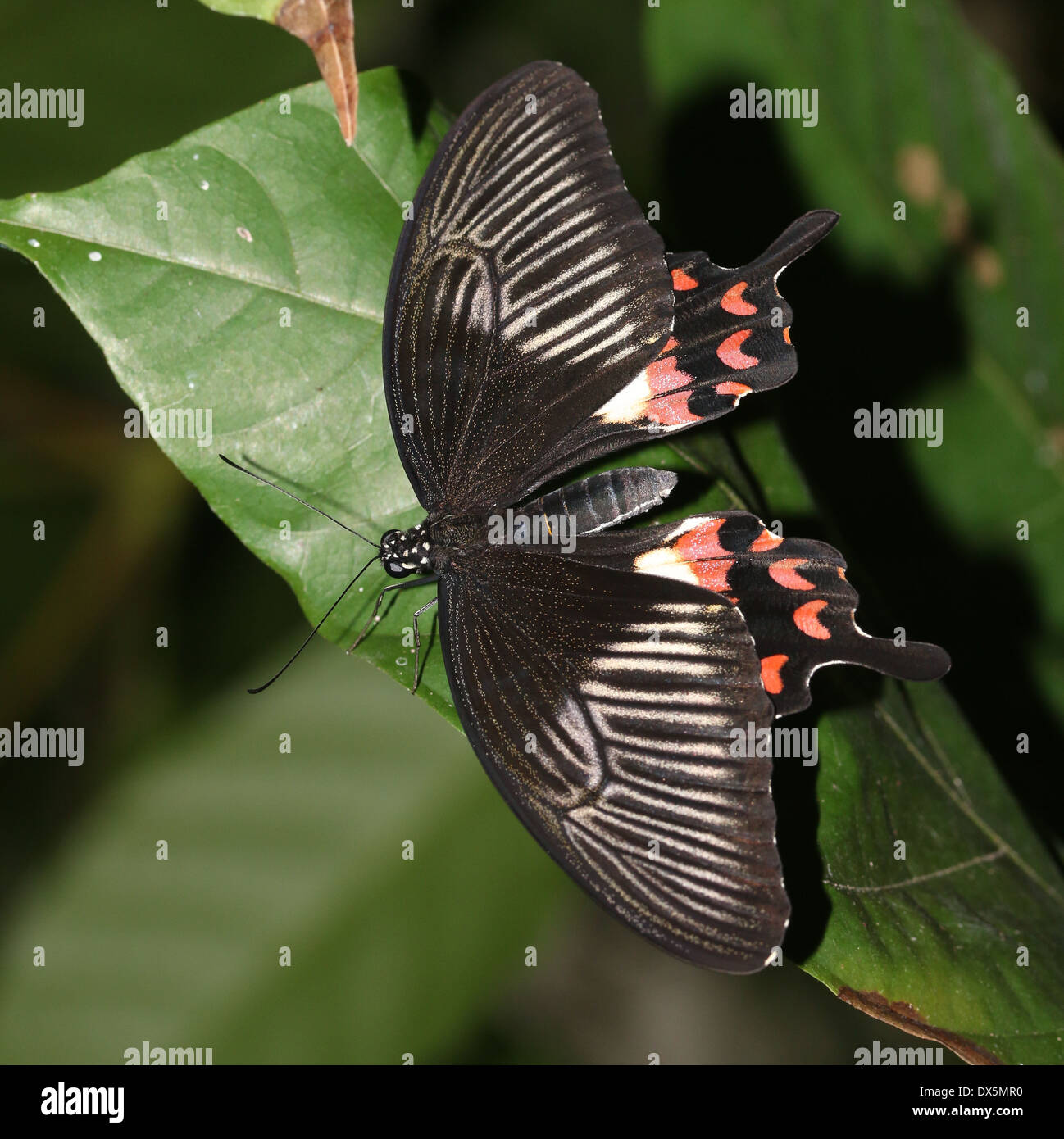 Female Common Mormon ( Papilio polytes Stock Photo - Alamy