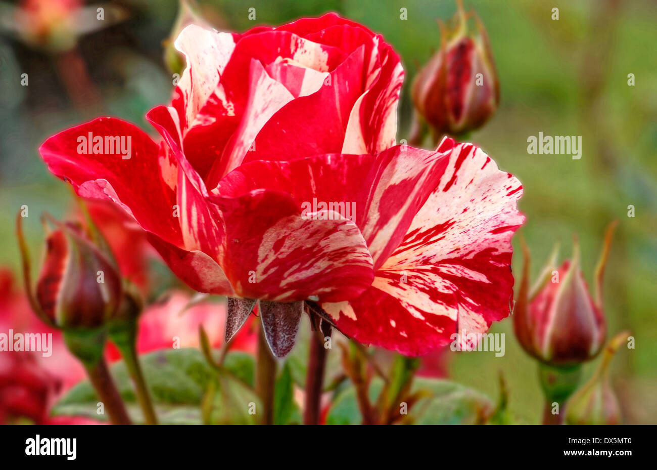 Rose rot weiss hi-res stock photography and images - Alamy