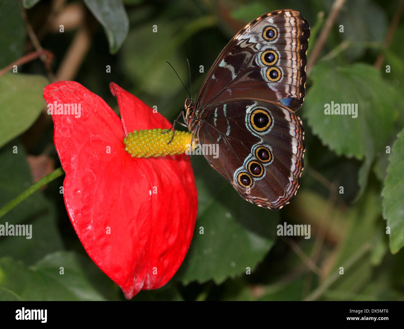 Close-up of a Blue Morpho (Morpho peleides) also known as Emperor ...
