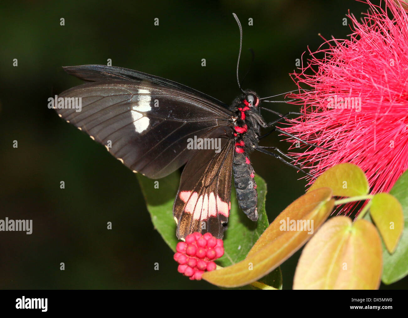 Cattleheart butterflies hi-res stock photography and images - Alamy