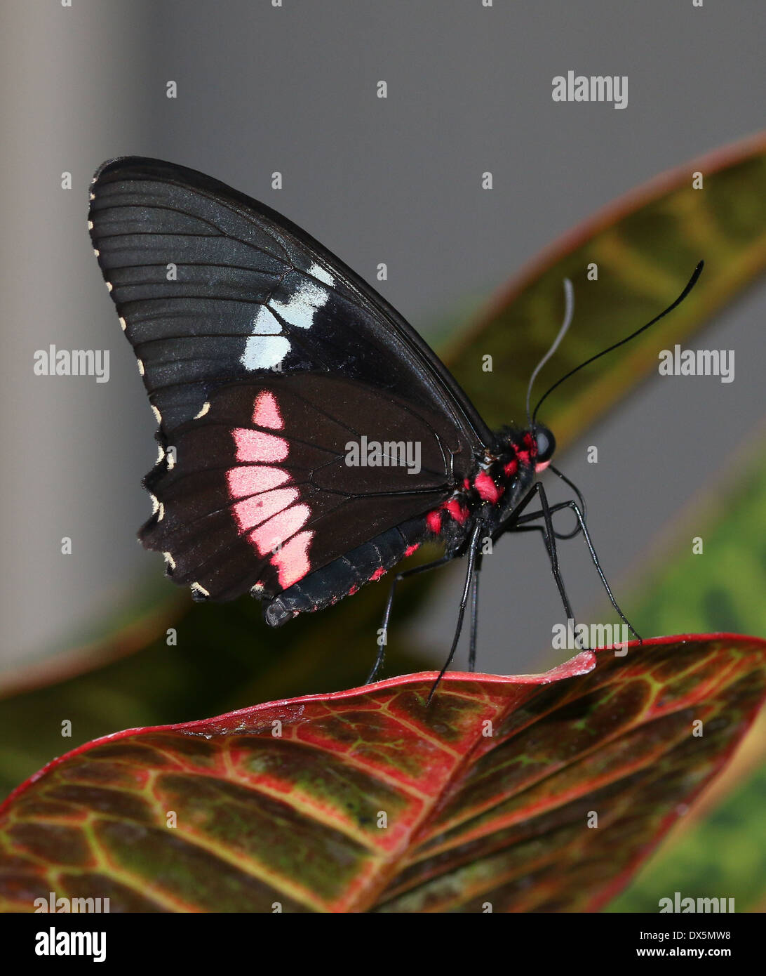 Pink cattleheart butterfly or parides iphidamas hi-res stock ...
