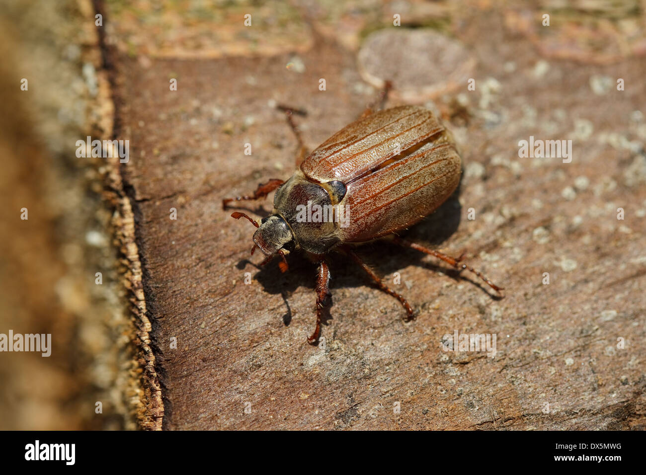 Common Cockchafer (Melolontha melolontha Stock Photo - Alamy