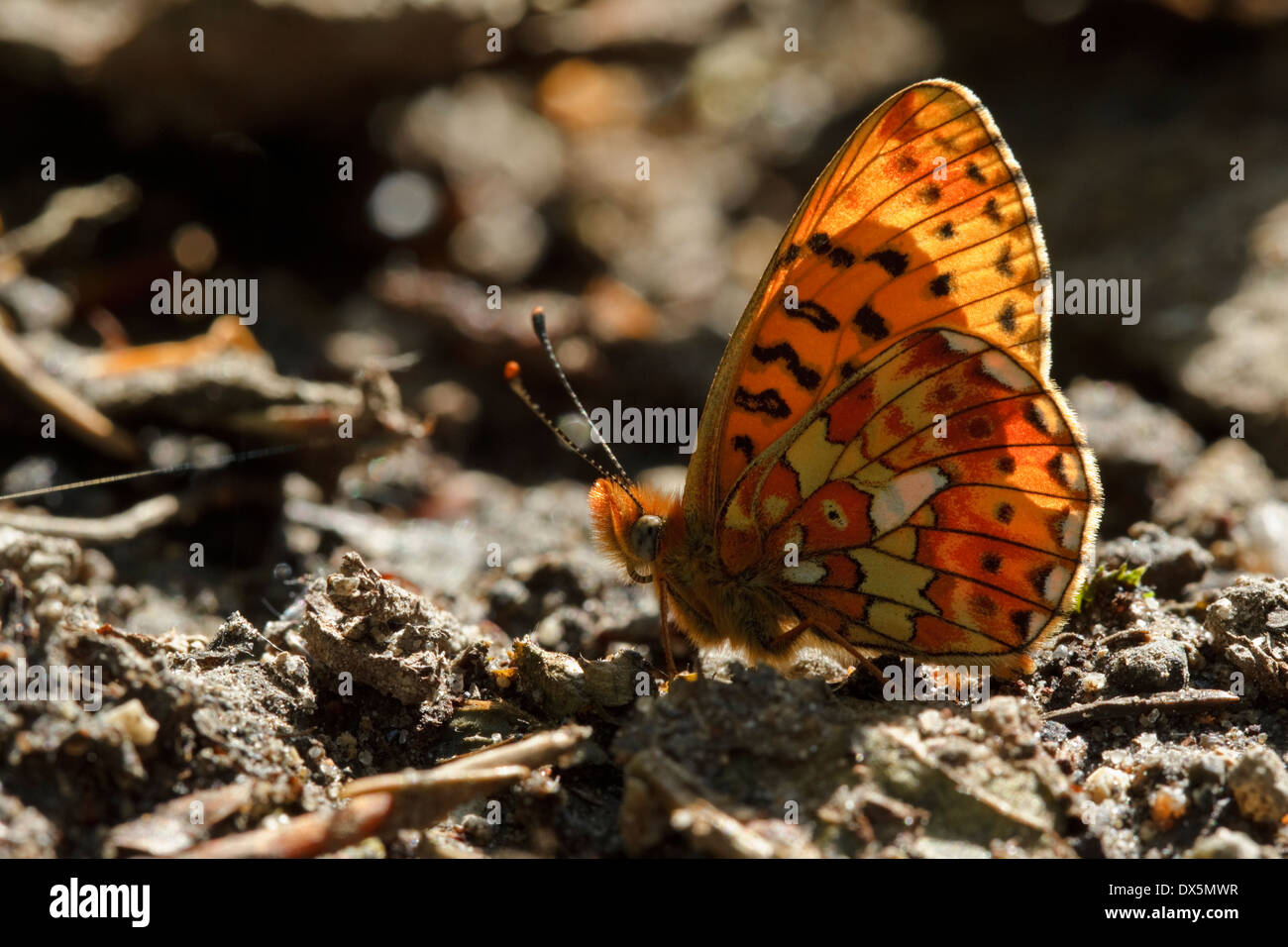 Pearl-bordered Fritillary (Boloria euphrosyne) sits on the ground Stock ...