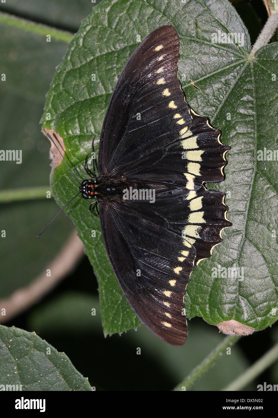 Gold Rim Swallowtail Butterfly (Battus polydamas Stock Photo - Alamy