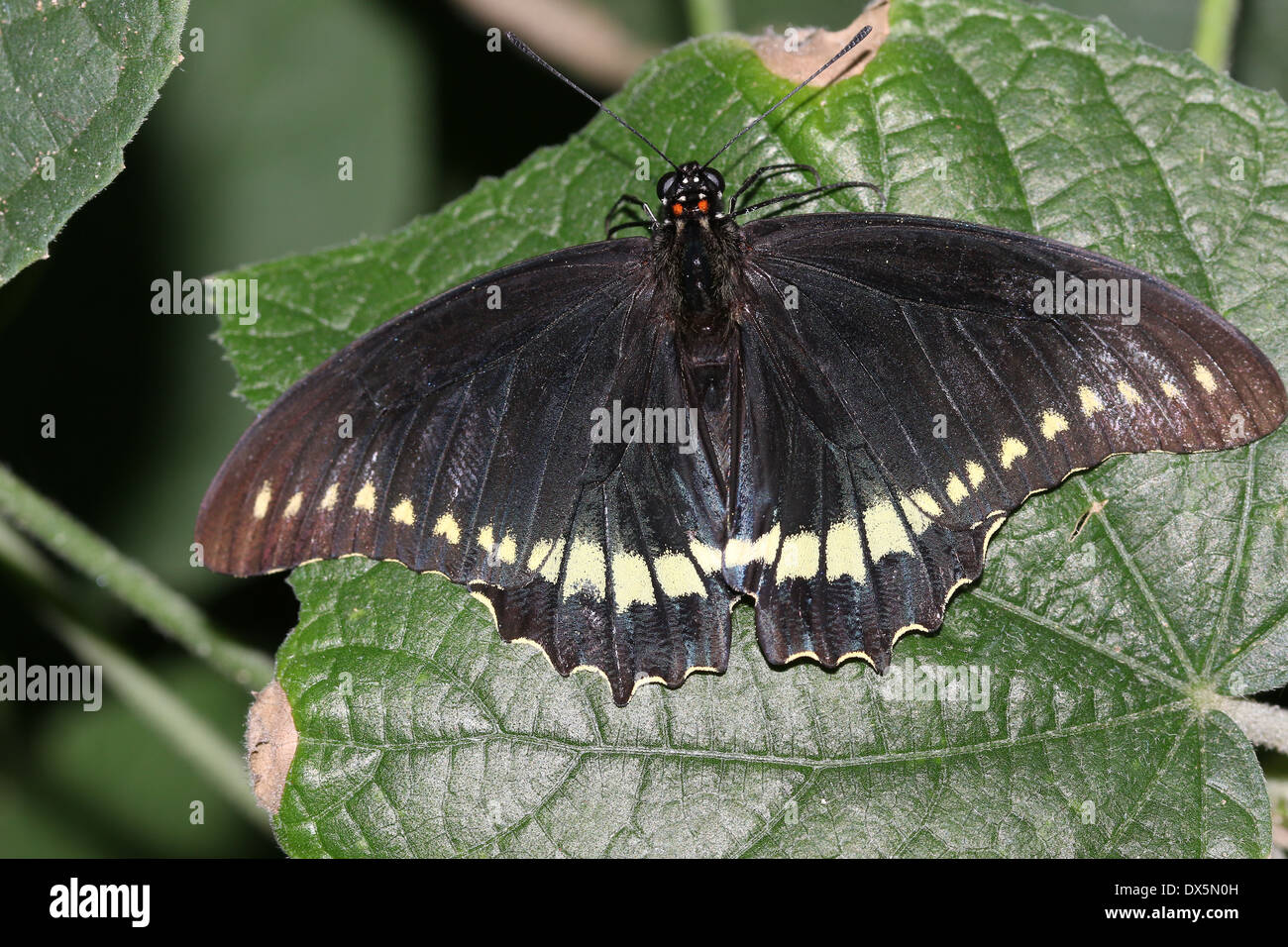 Battus Polydamas High Resolution Stock Photography and Images - Alamy